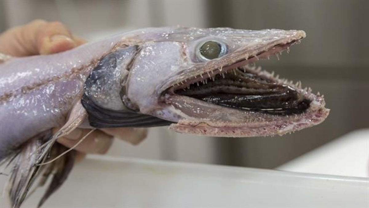 Nightmarish, Toothy Lizard Fish Found in Ocean Deep | National Geographic