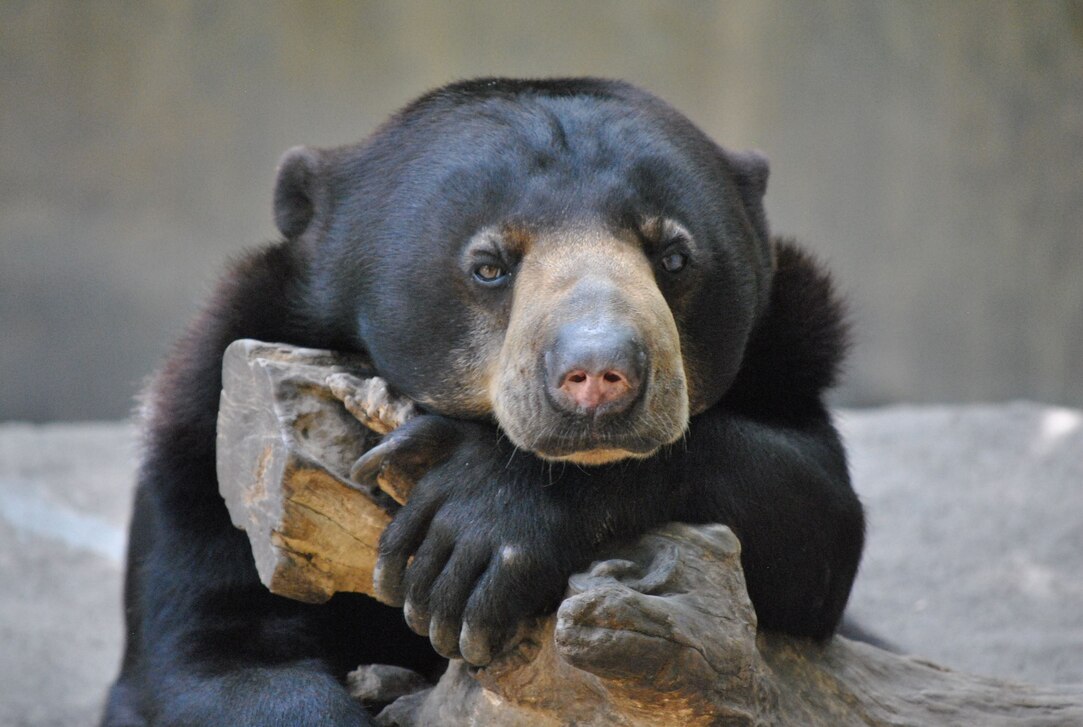 Sun Bear