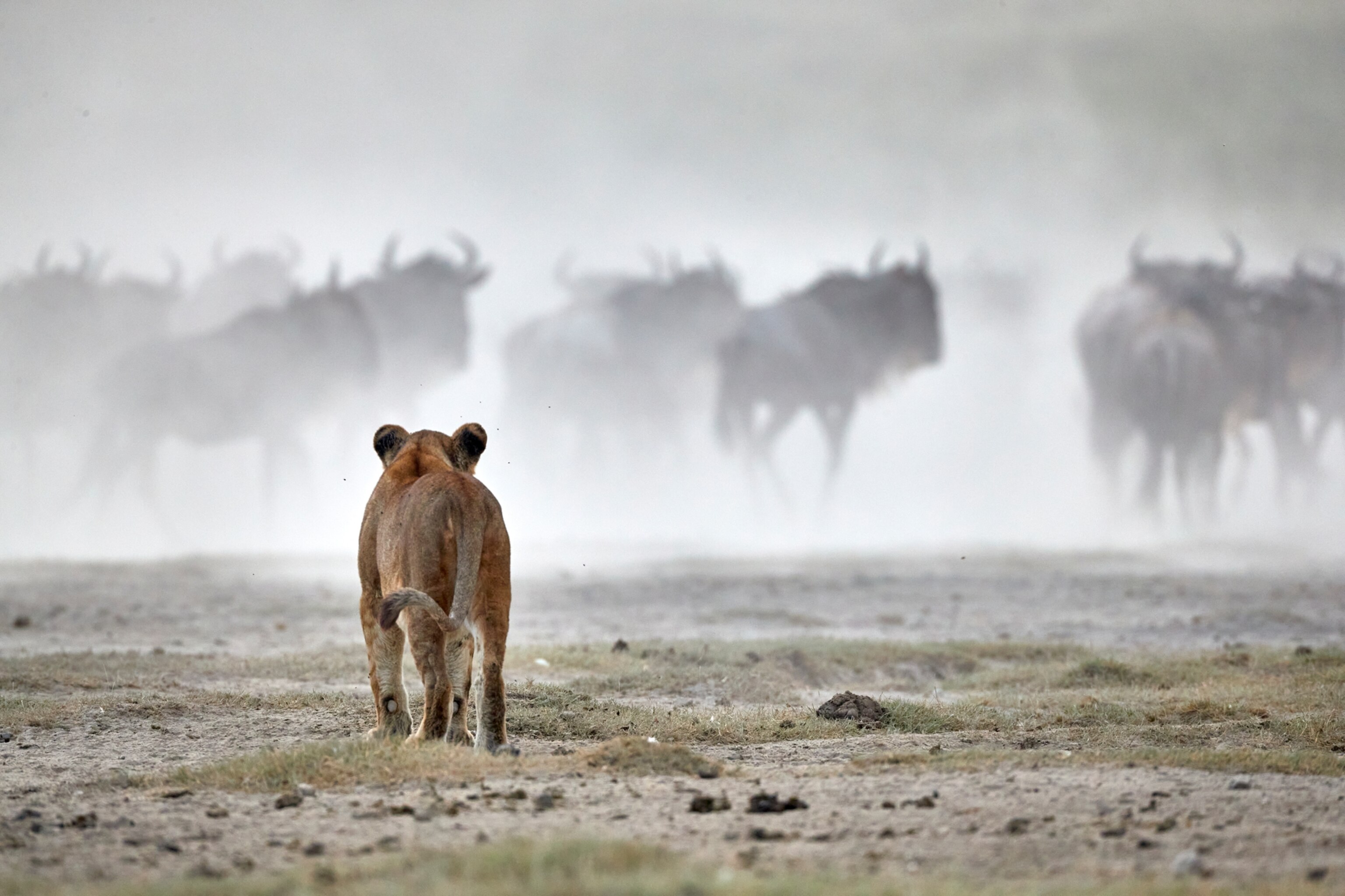 Life through the lens: Charlie Hamilton James