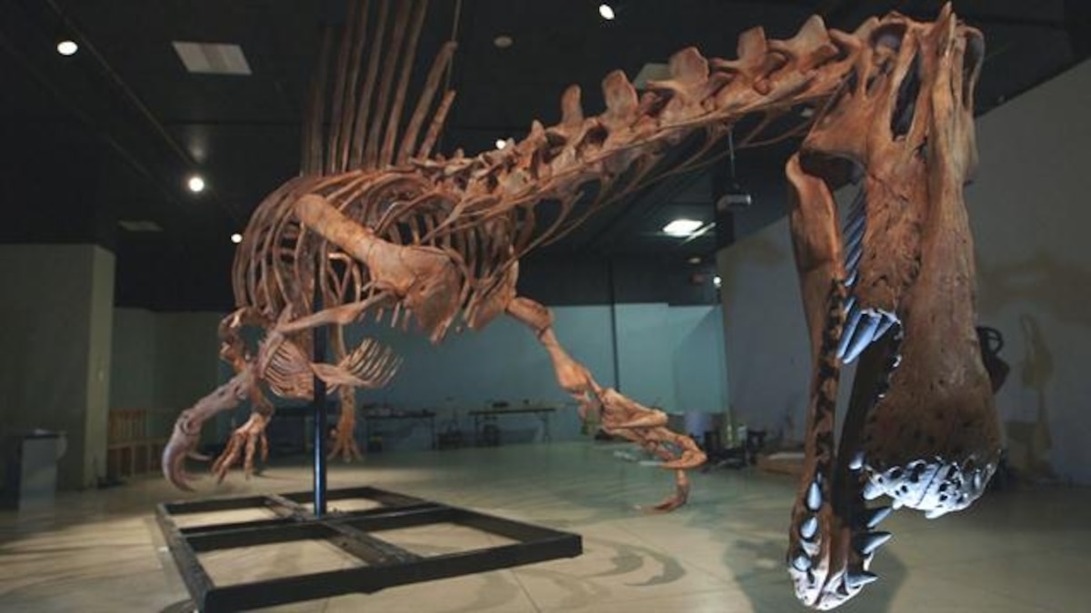 Giant Spinosaurus Was Bigger Than T. Rex—And First Dinosaur Known to ...