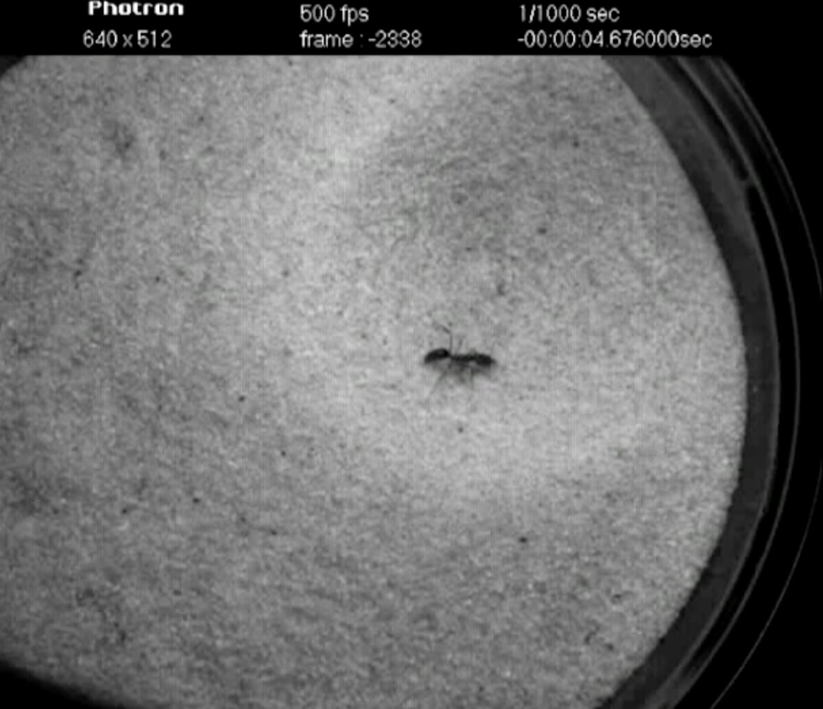 Watch: Ants Use Giant Jaws to Catapult Out of Death Trap