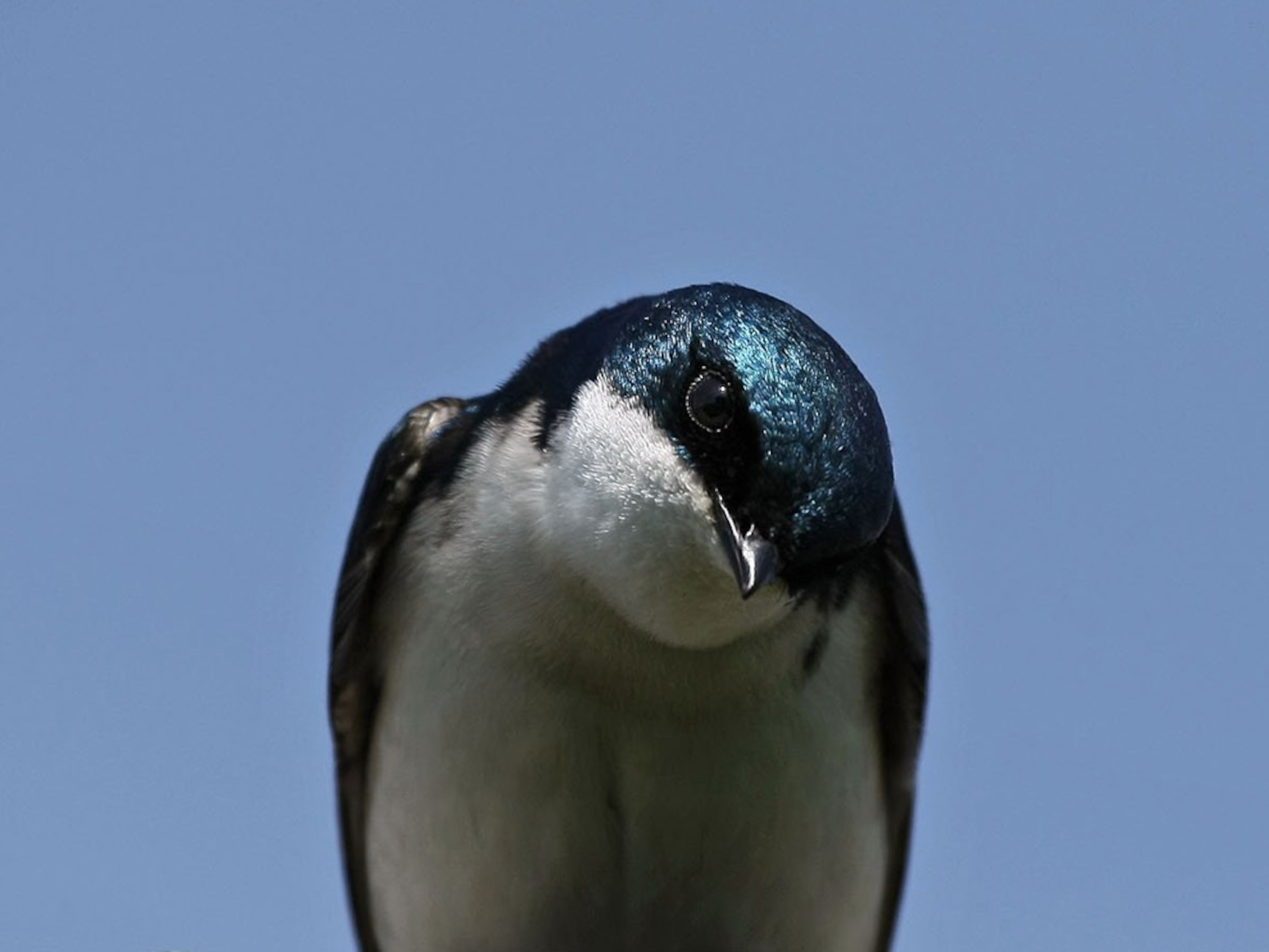 Songbird Pictures - National Geographic