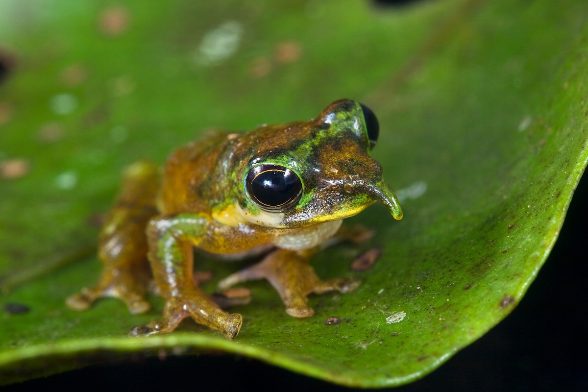 New Pinocchio frog species has a strange, pointy nose