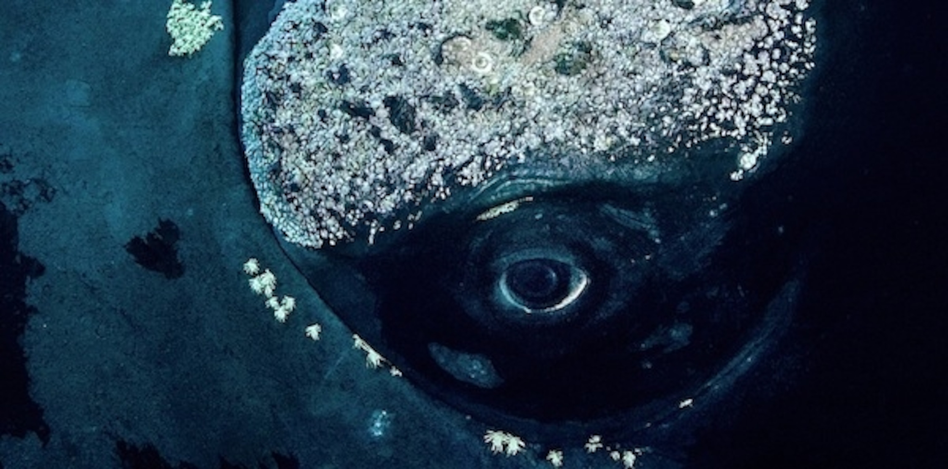 Living In Alien Worlds: Scientists Discussing The Inner Lives of ...