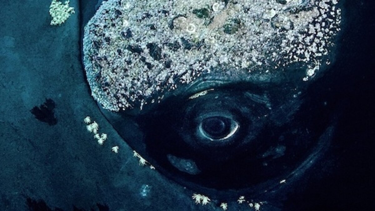 Living In Alien Worlds: Scientists Discussing The Inner Lives of ...