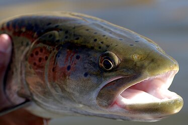 Taimen, facts and photos