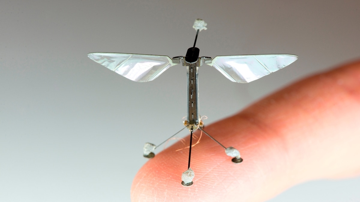 Could Robot Bees Help Save Our Crops? | National Geographic