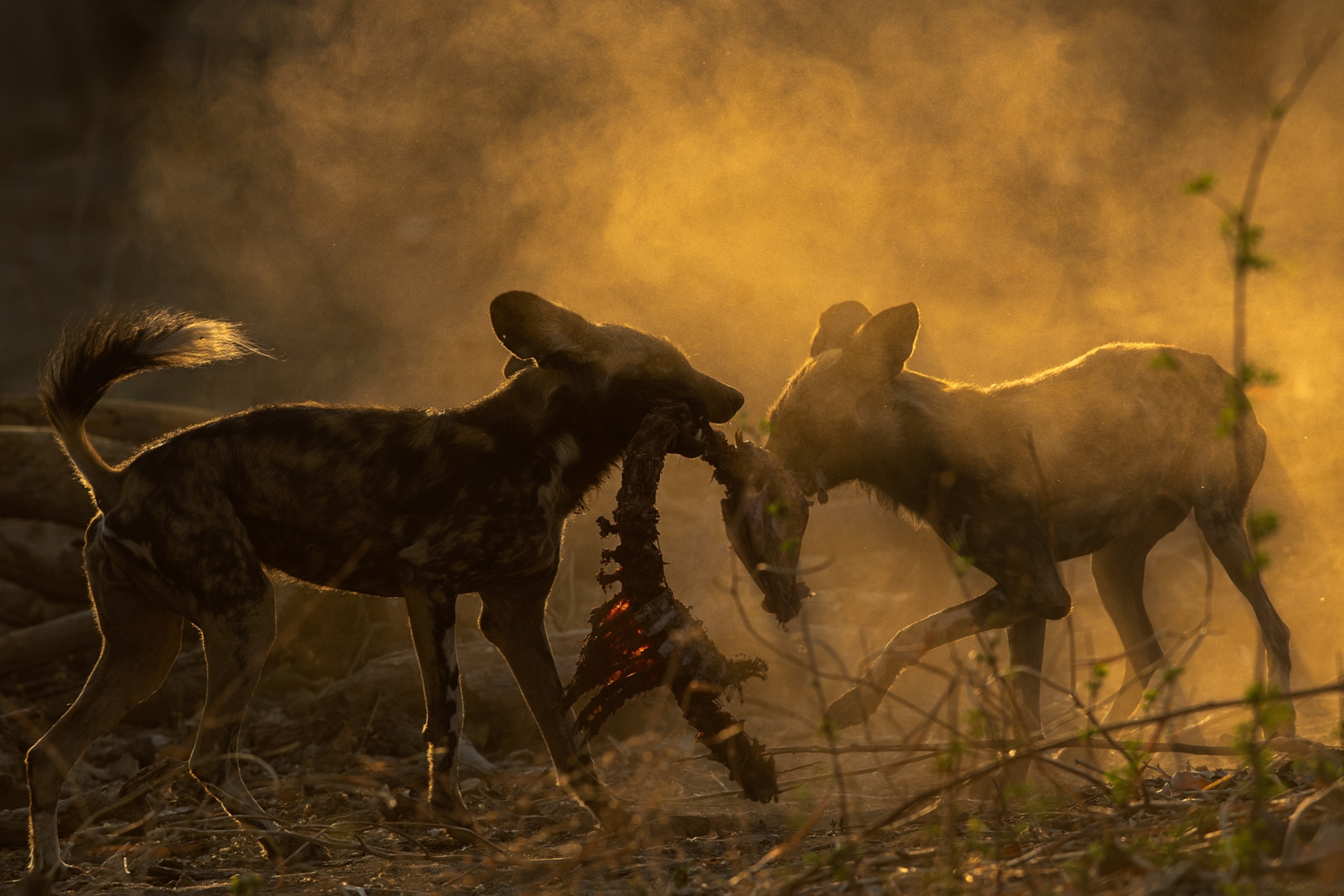 Endangered African wild dogs find a new food: baboons