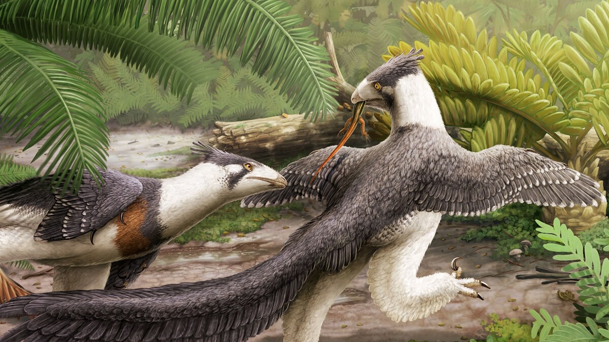 Oldest known Velociraptor relative in North America discovered ...