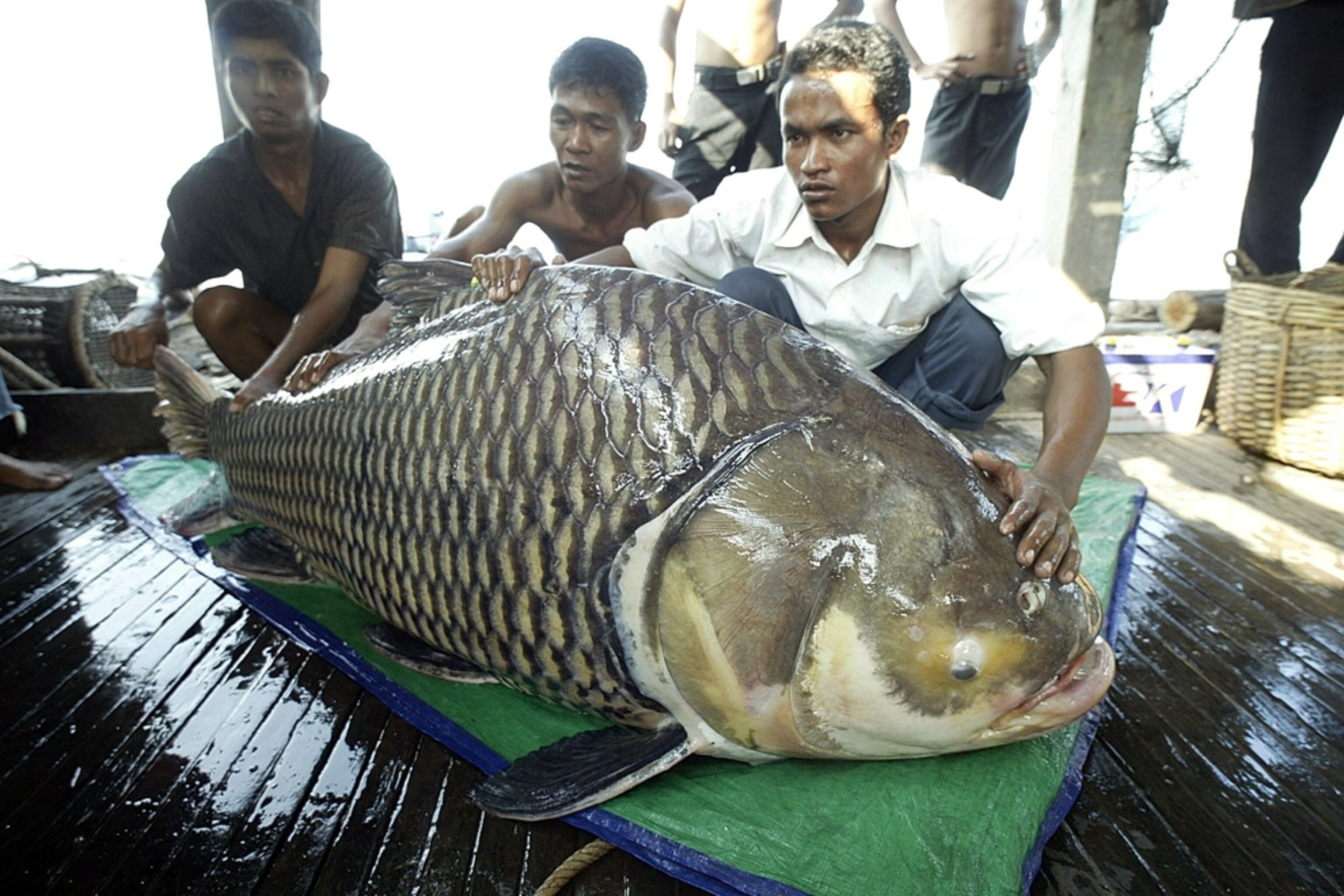 Photos: Dams Threaten Mekong River Megafishes