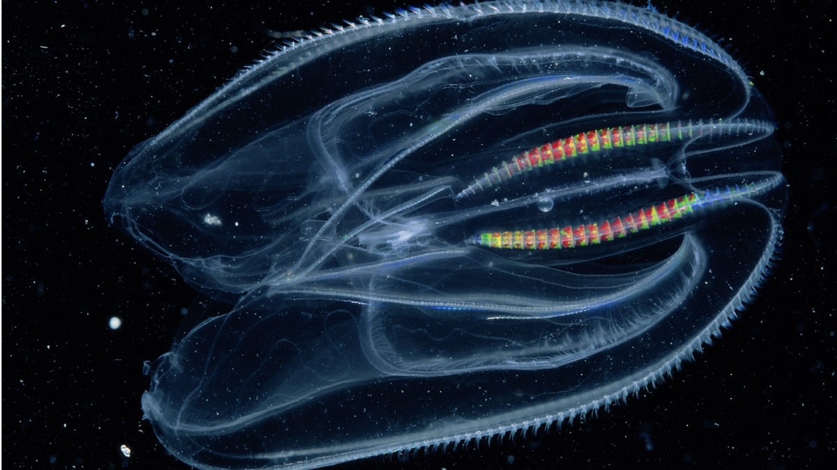 In Search of the First Animals | National Geographic