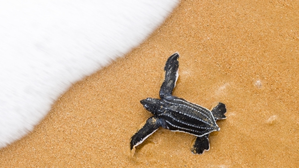 Big Win for Sea Turtles in Puerto Rico | National Geographic