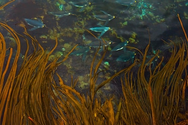 Neogene Period | National Geographic