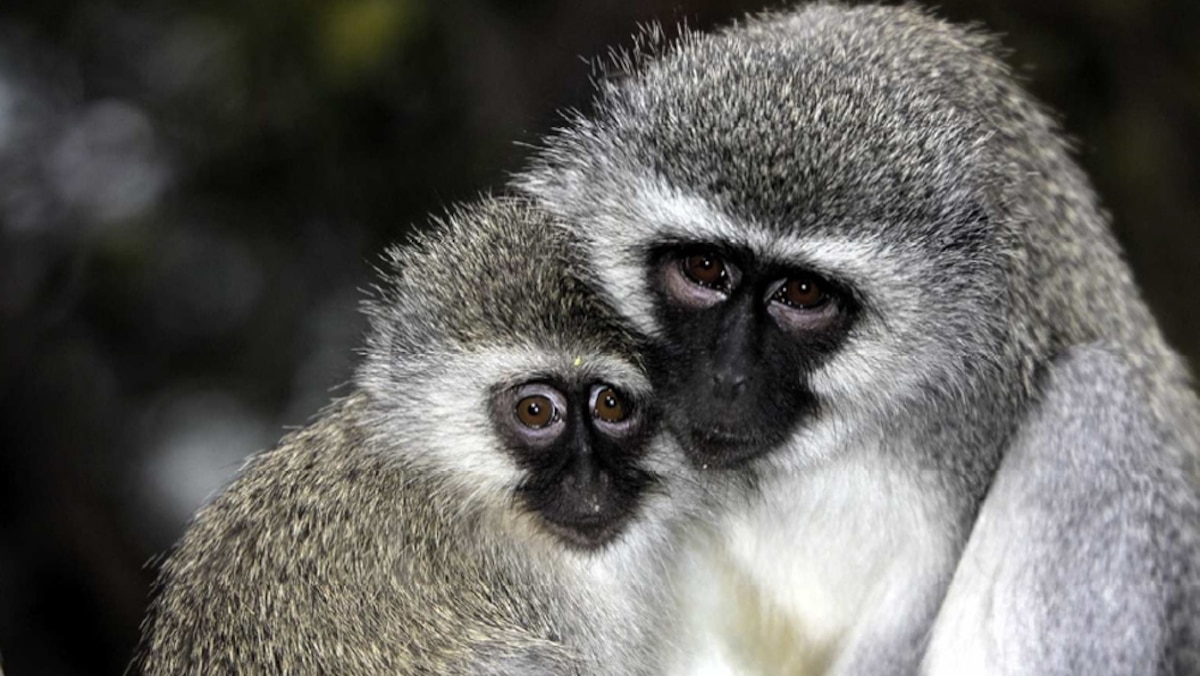 Monkeys With Better Social Networks Stay Warmer in the Winter ...