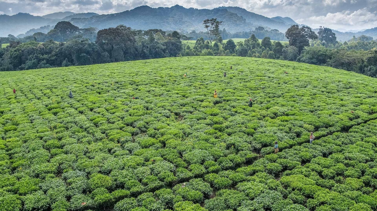 Landscapes of Rwanda