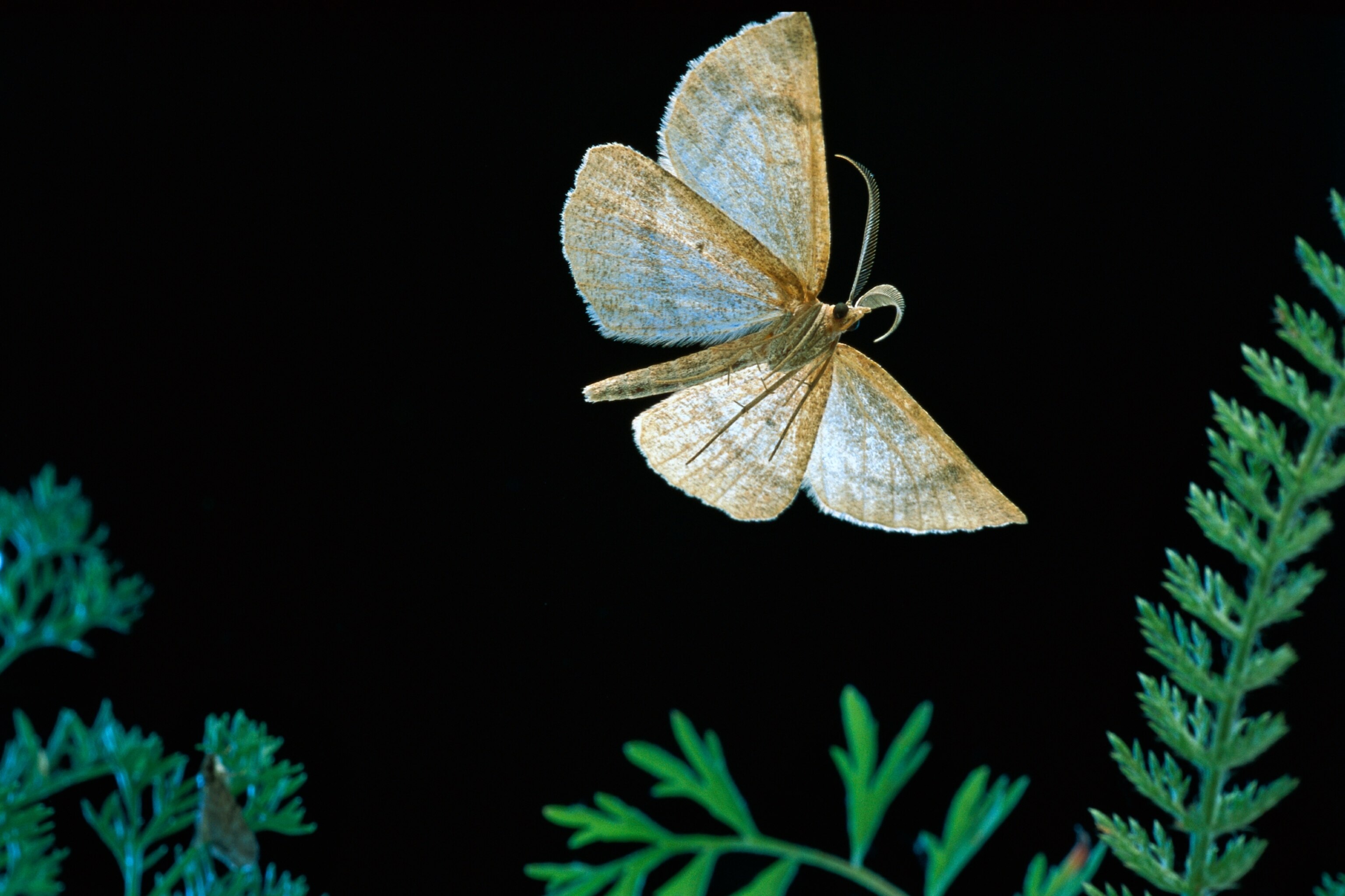 15 Pictures of Adaptable, Beautiful, and Misunderstood Moths