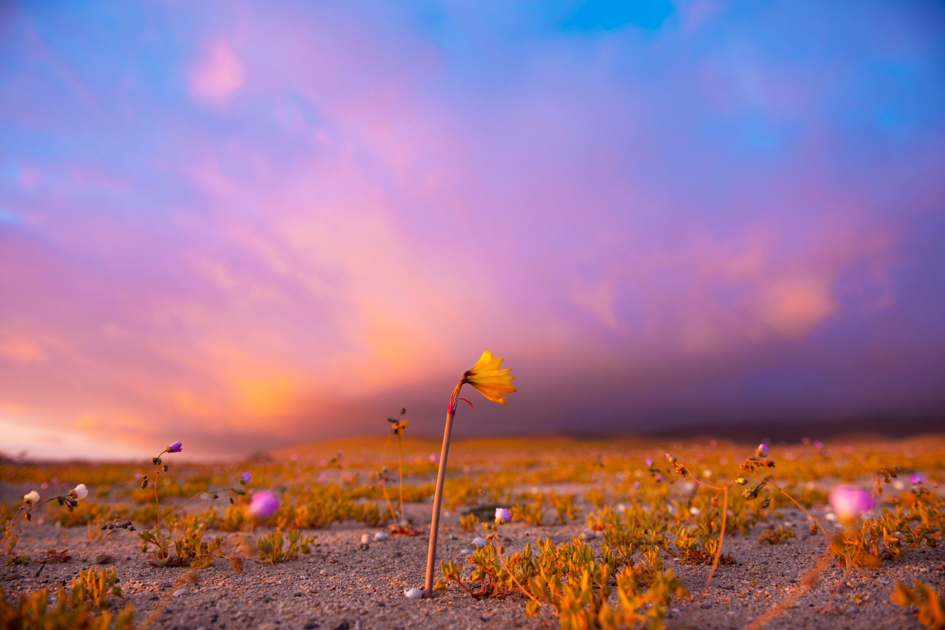 Chile’s new national park protects a superbloom of rare flowers