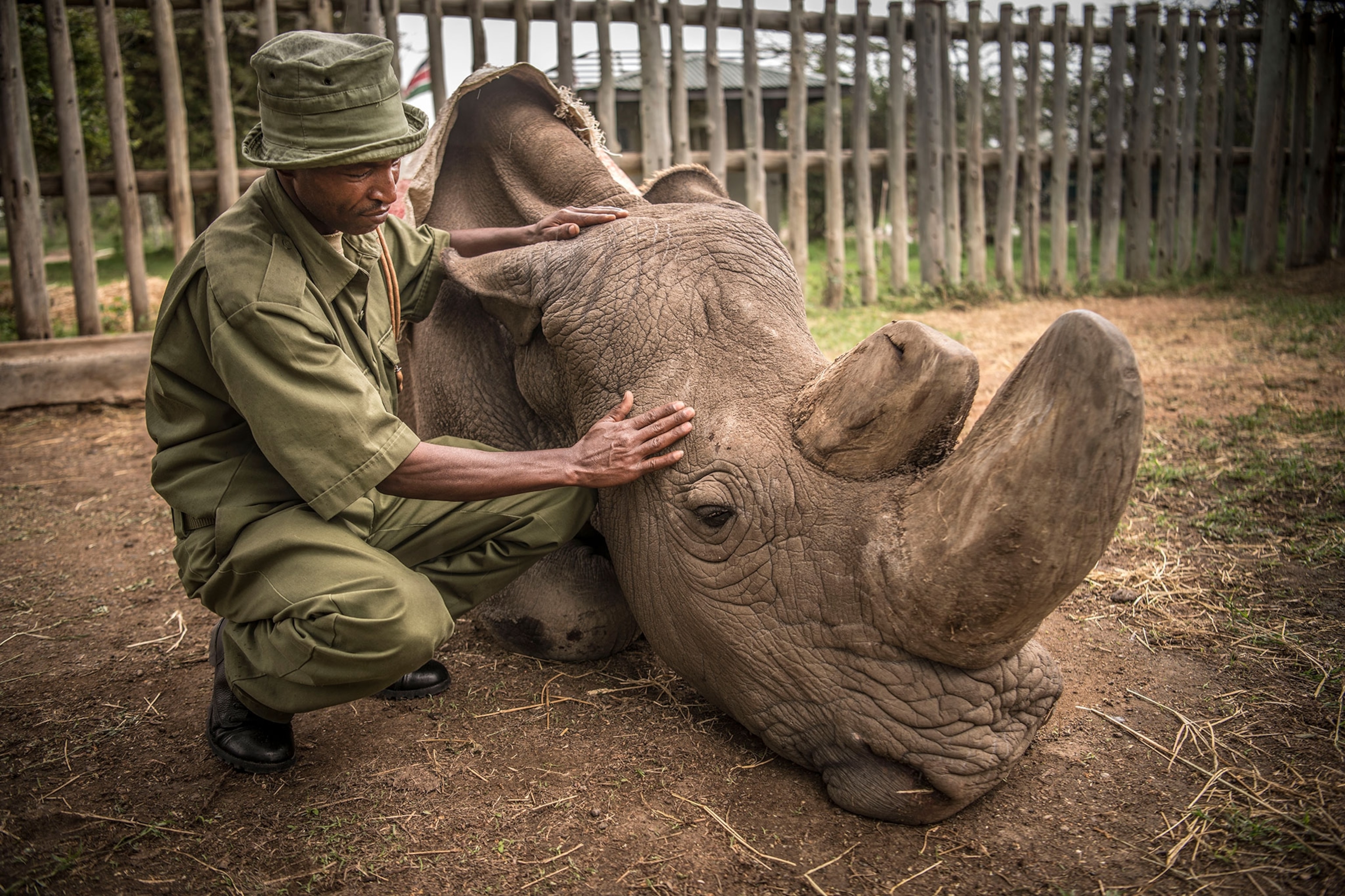 After Last Male's Death, Is the Northern White Rhino Doomed?