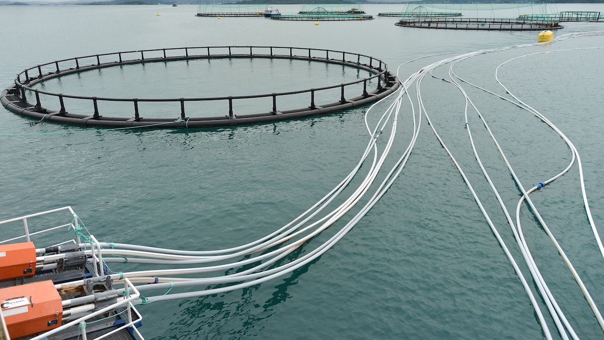 Farmed Salmon Can Eat Insect Feed Instead of Controversial Fish Meal ...
