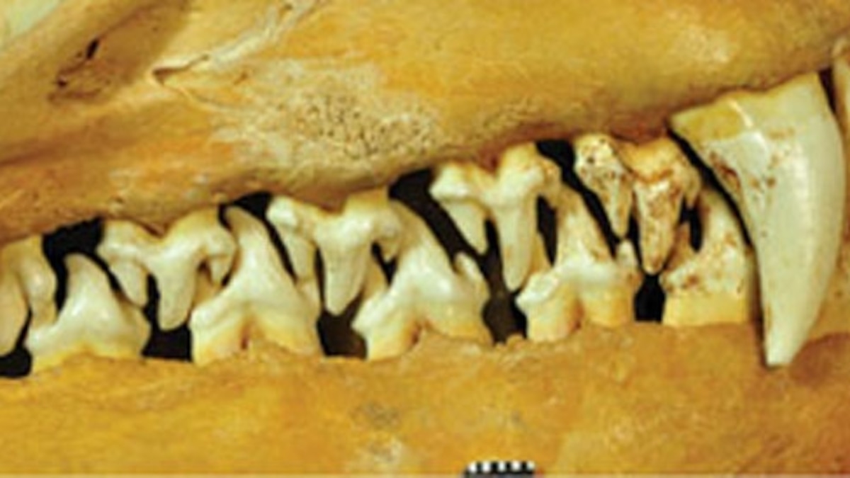 Leopard seals suck | National Geographic