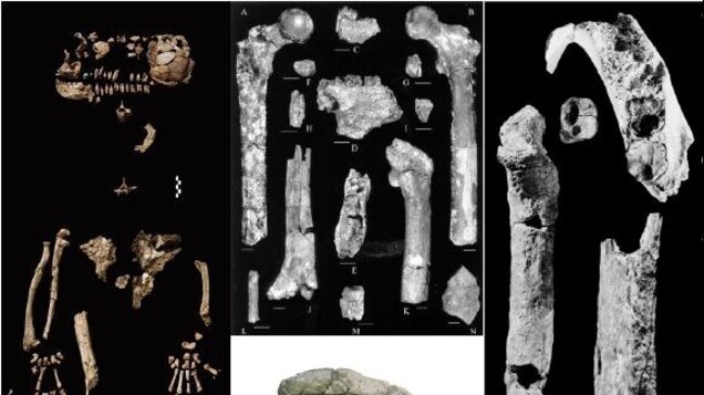 Orrorin Tugenensis Fossil
