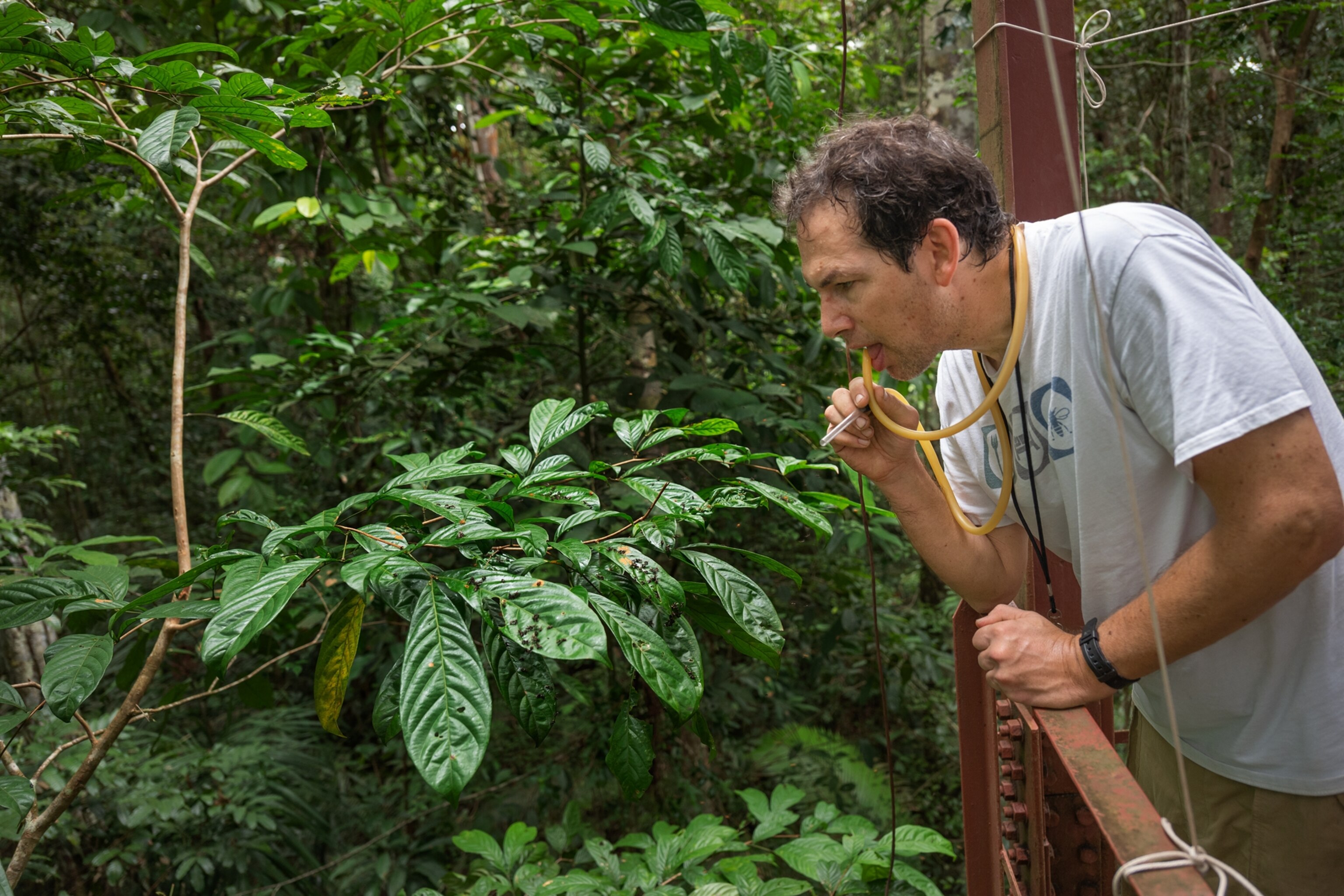 Hundreds of new and unusual insects discovered in the Amazon’s canopy