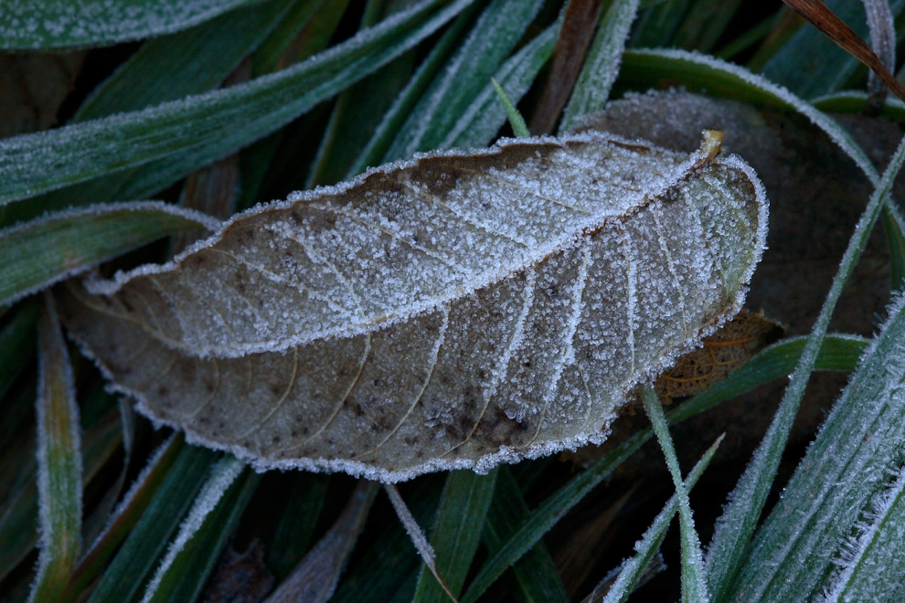 Life in Color: Silver, Silver Pictures -- National Geographic