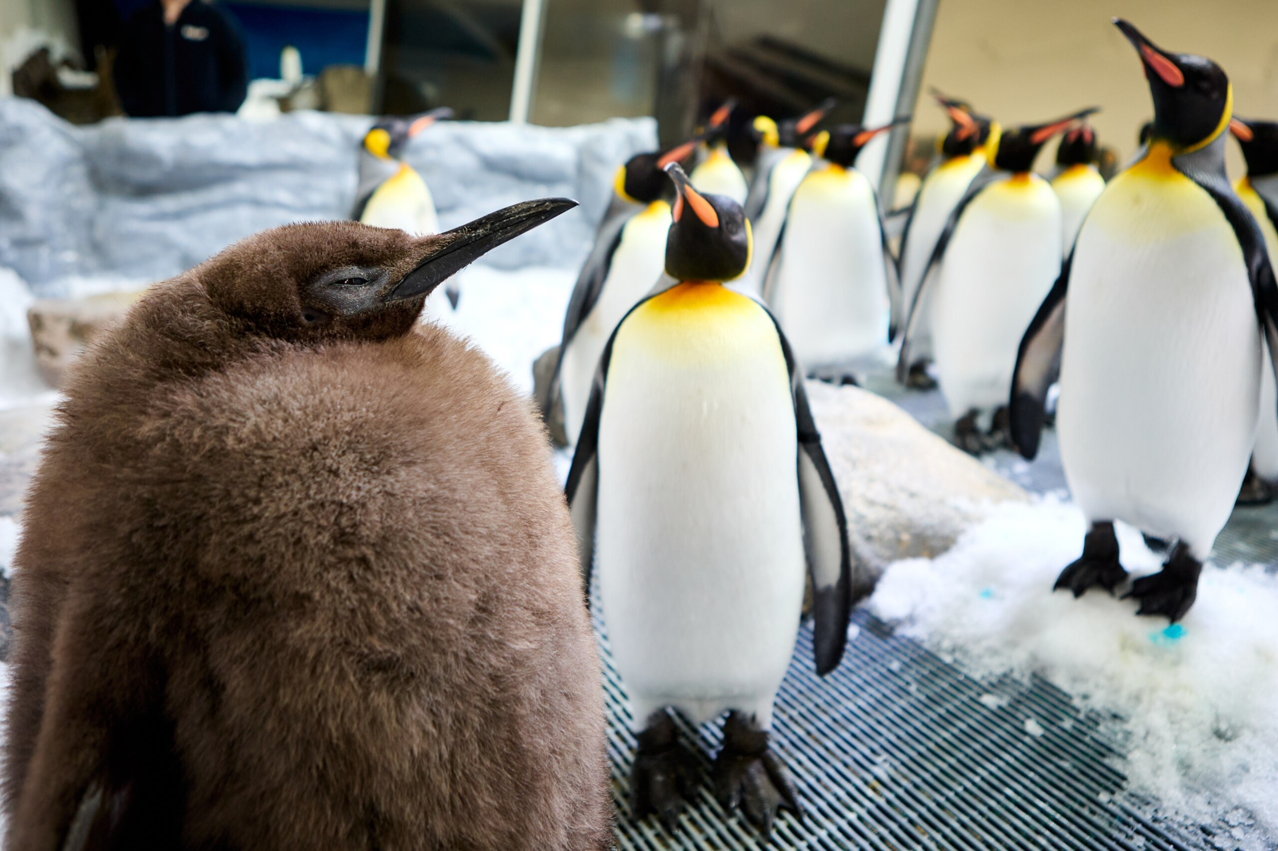 Penguin Molting It's Molting Season For The Penguins! 🐧 Some Of Our