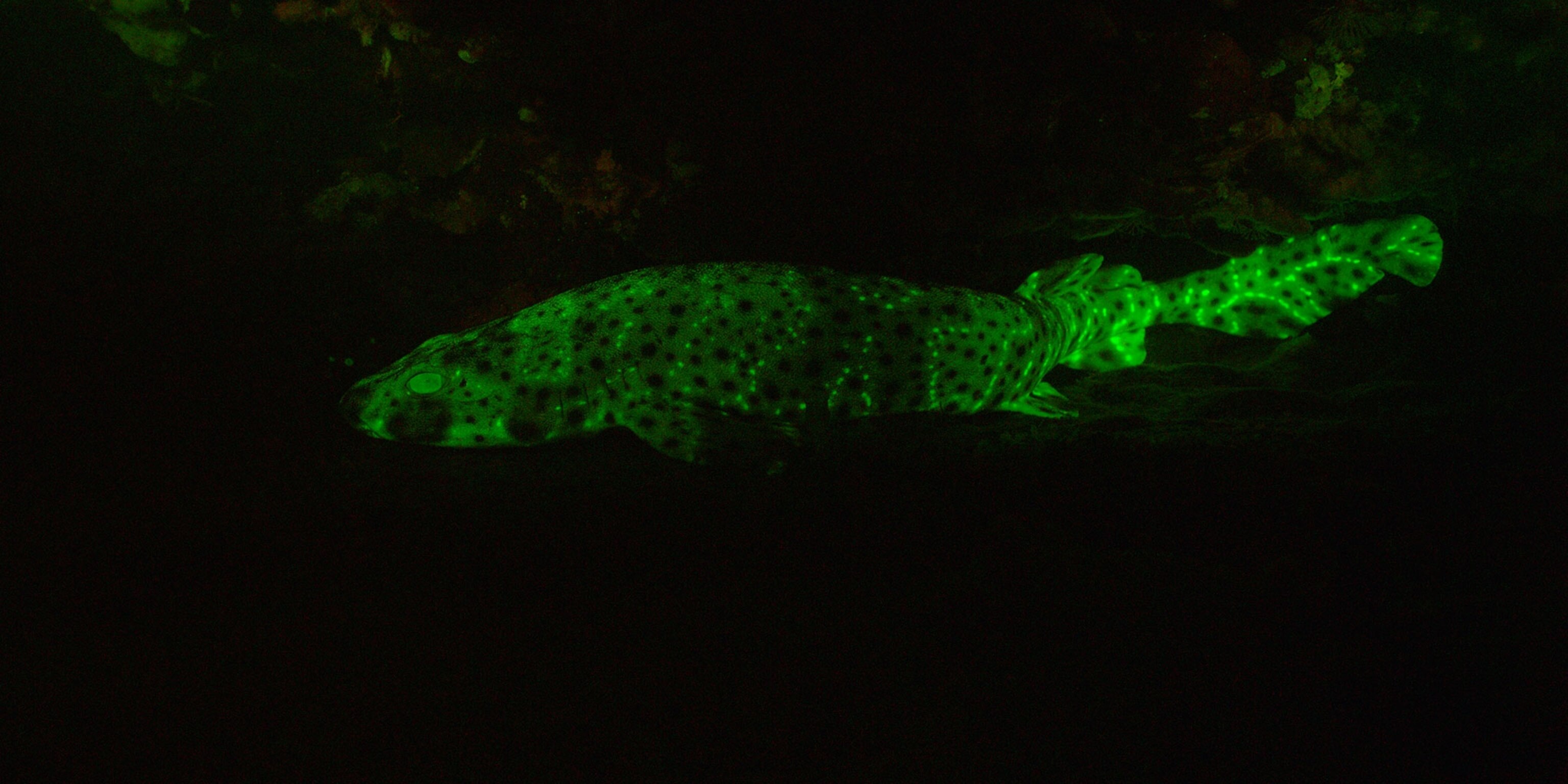 Through a Shark's Eyes: See How They Glow in the Deep