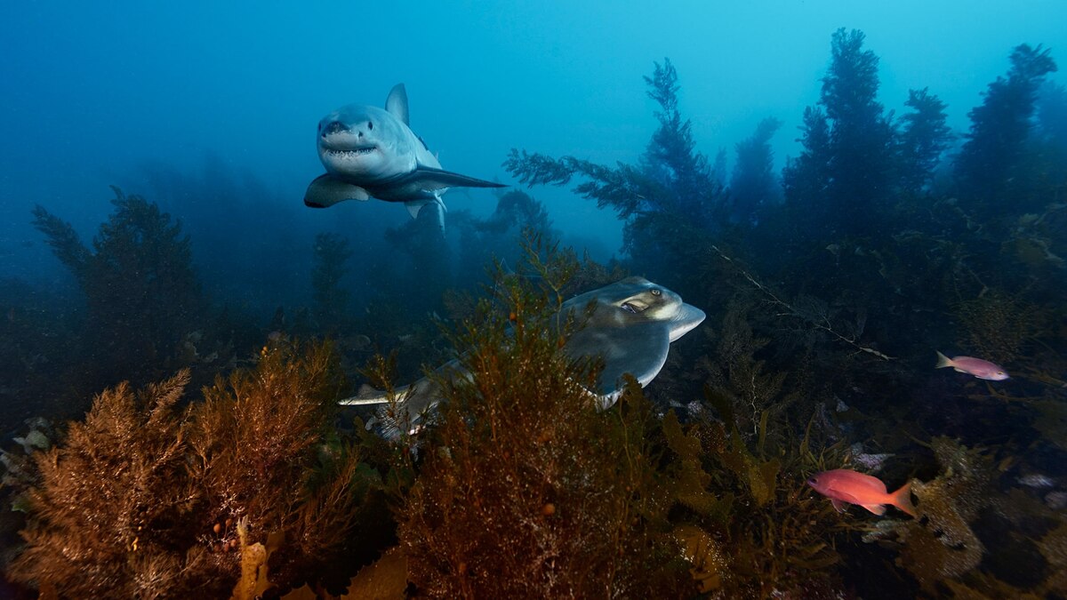 Through a Photographer's Lens, Sharks Get a Makeover | National Geographic