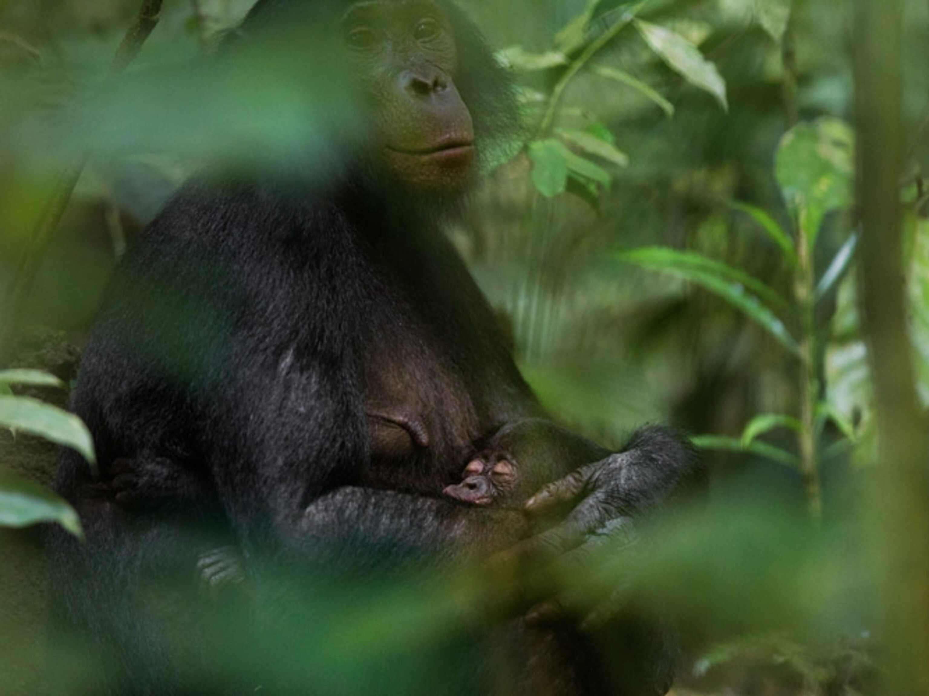 The Left Bank Ape