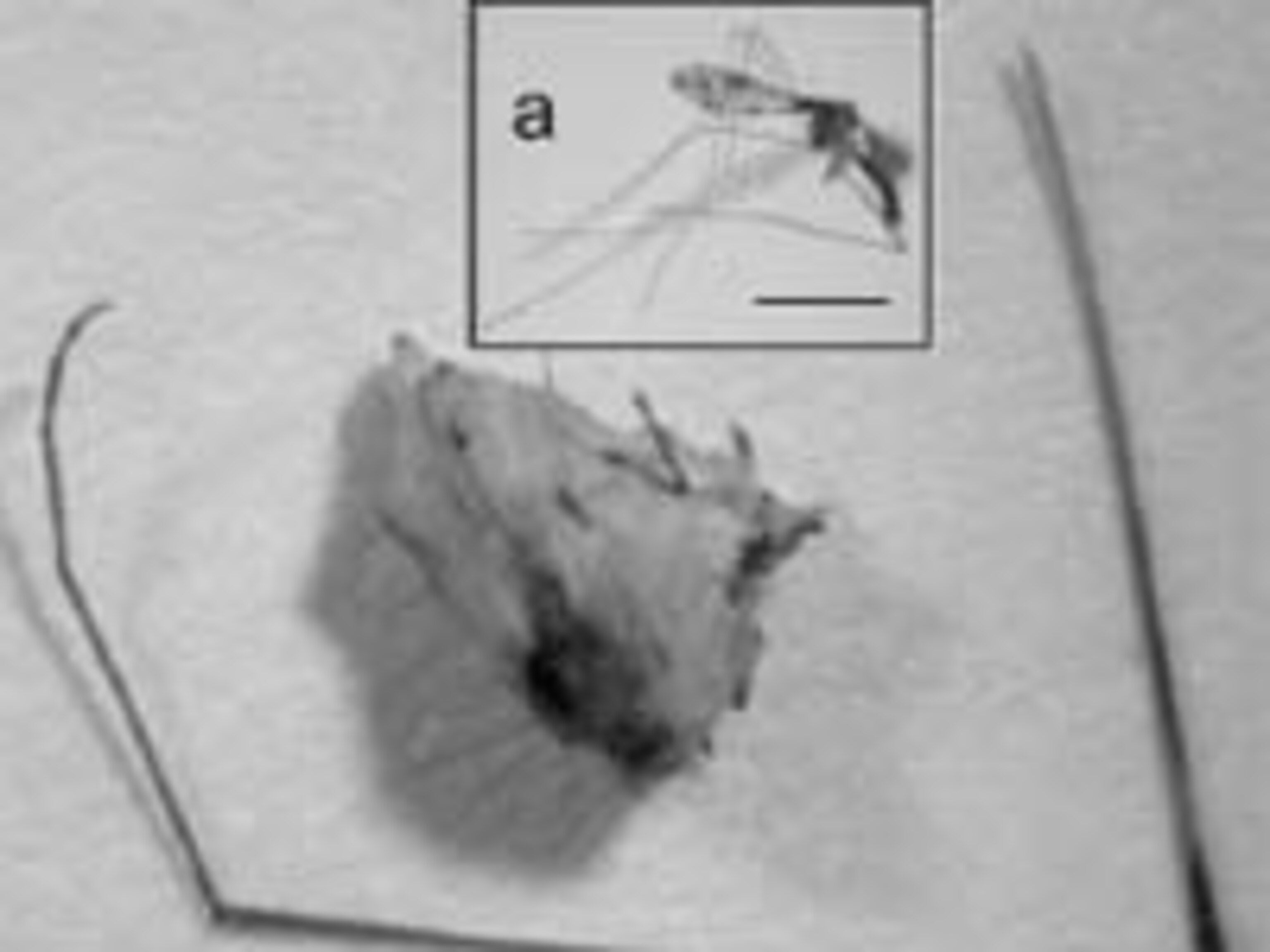 The spider that crushes its prey with 140 metres of webbing