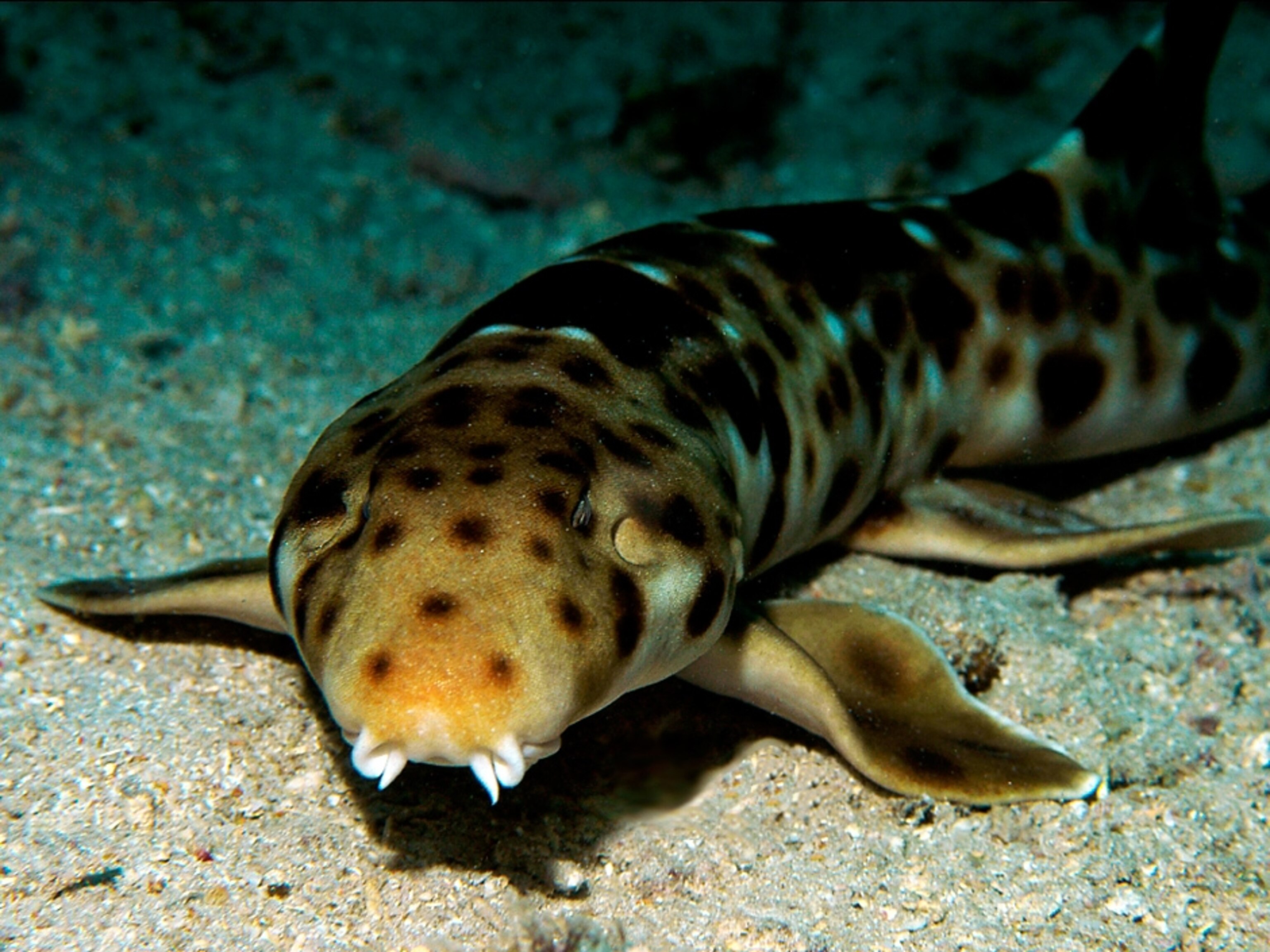 Pictures: 20 Surprising Species of the Past 20 Years