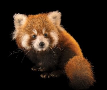 Red Panda Sex Is for a Good Cause: Staving Off Extinction