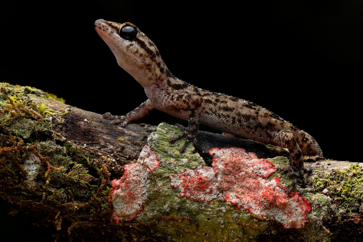 New leaf-toed geckos found living on remote volcano