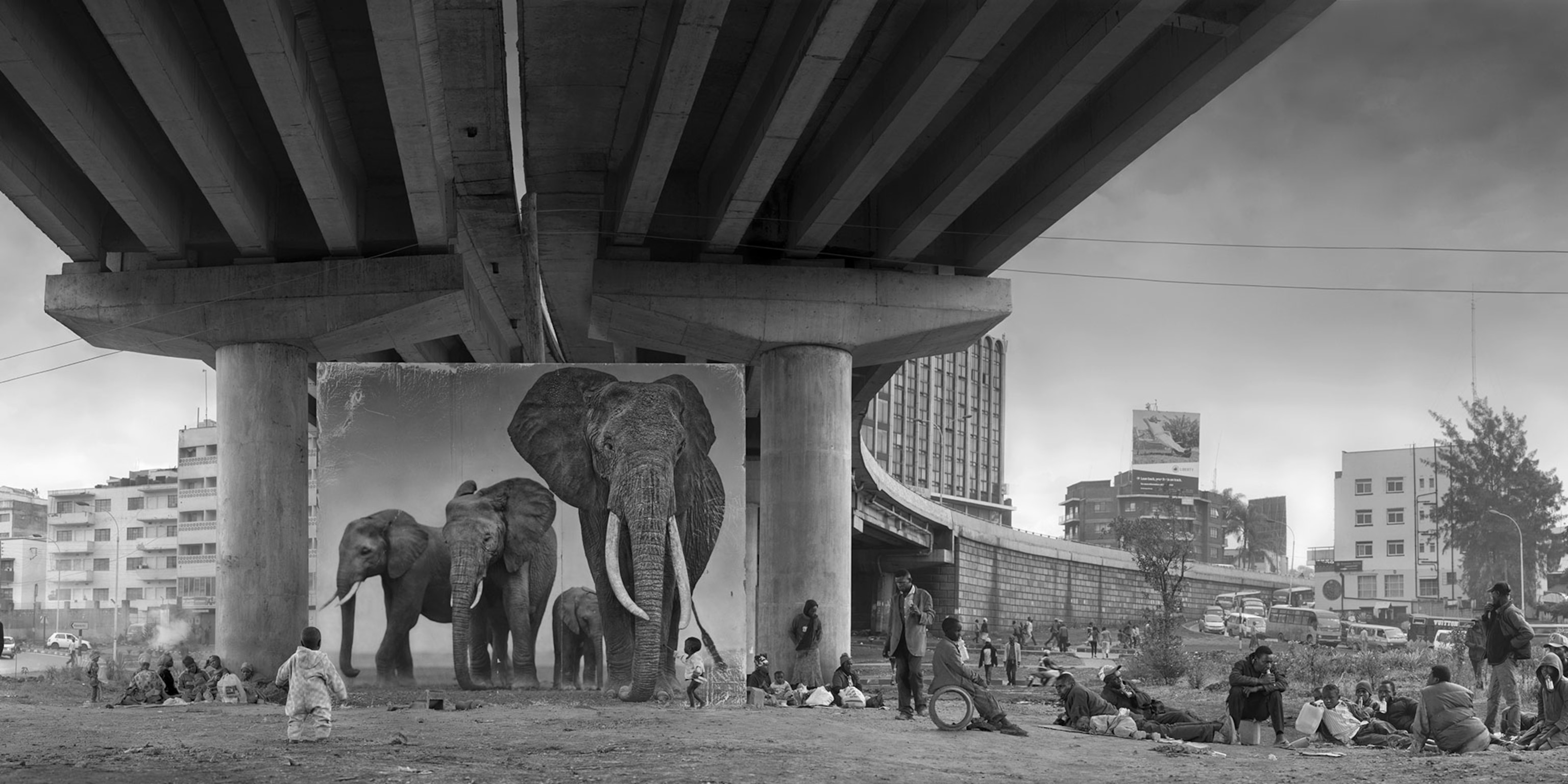 Iconic Animals ‘Return’ to Lands They Once Roamed