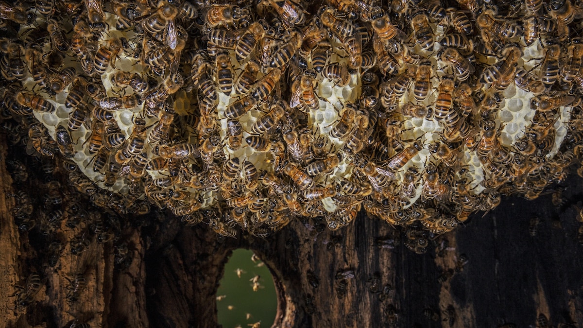 A quiet island experiment reveals a battle of the bees | National ...