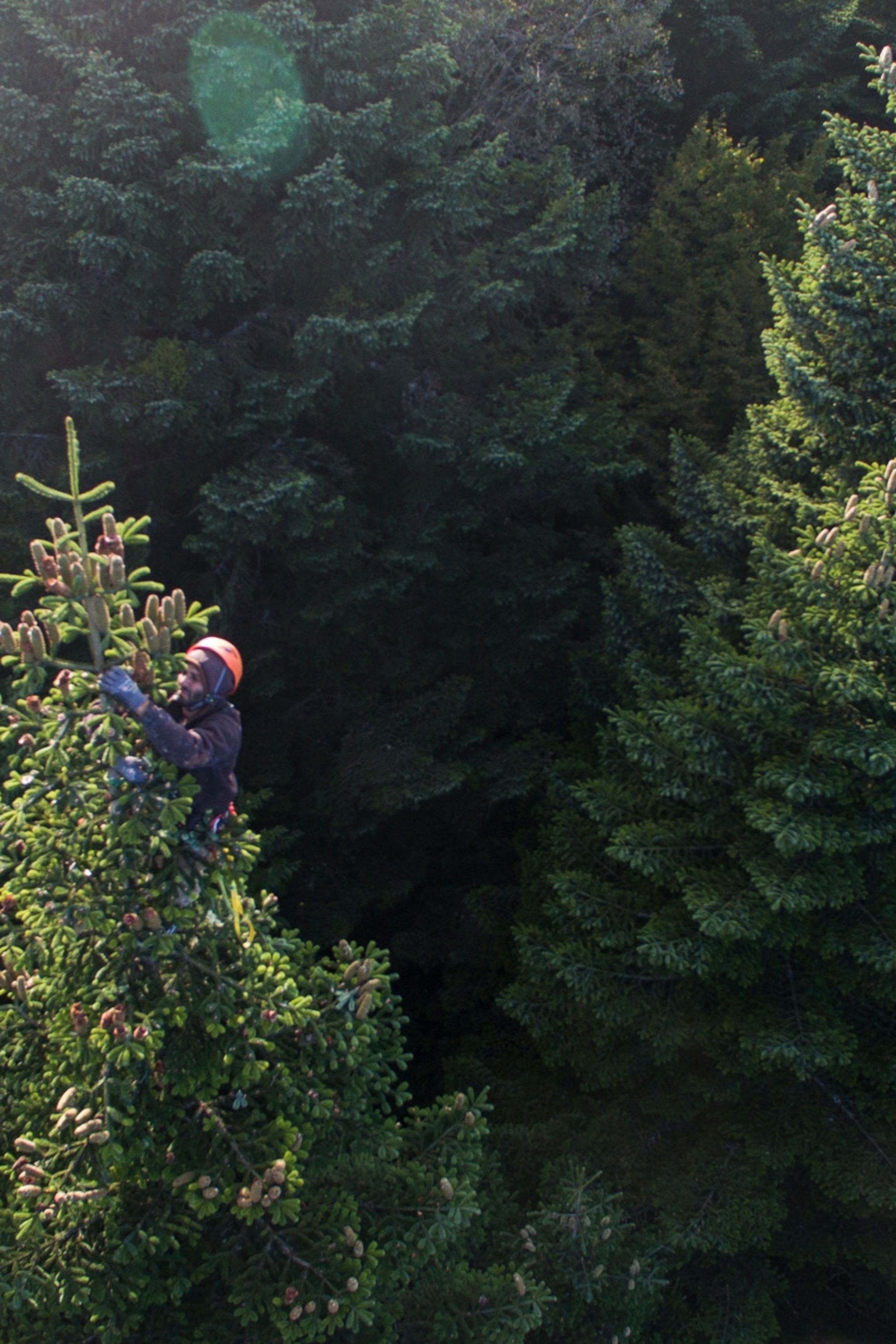 Man Climbing Out Of Christmas Tree
