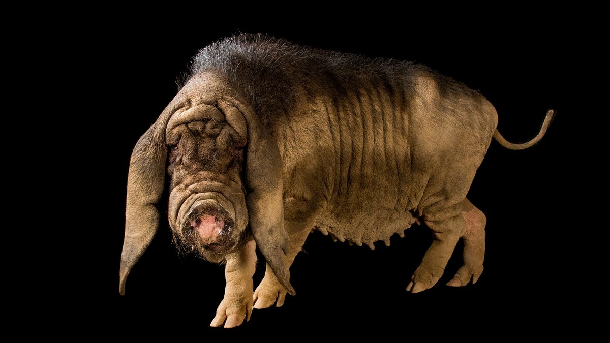 Amazing photos of wild, warty pigs | National Geographic