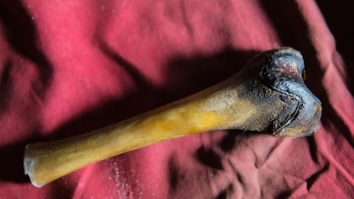 Yeti Legends Are Based on These Real Animals, DNA Shows | National ...