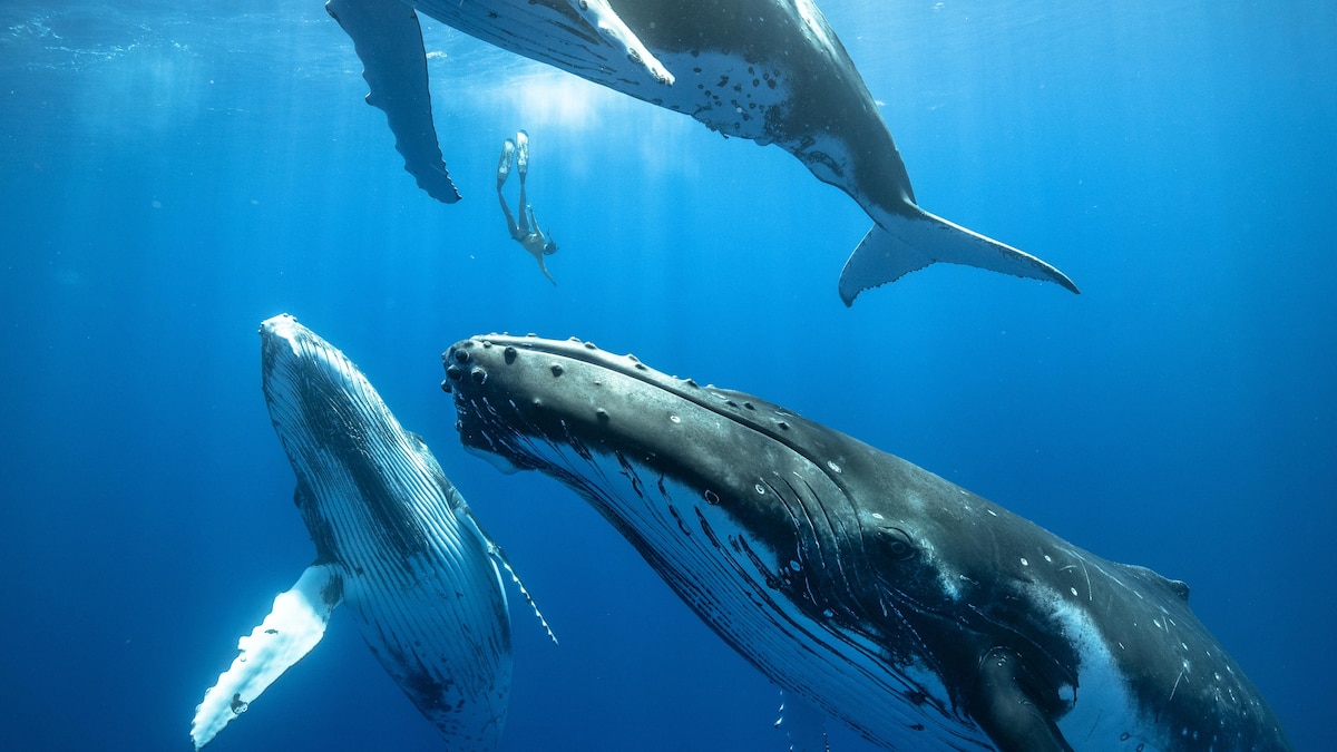 Whales can sing underwater without drowning—now we know how | National ...