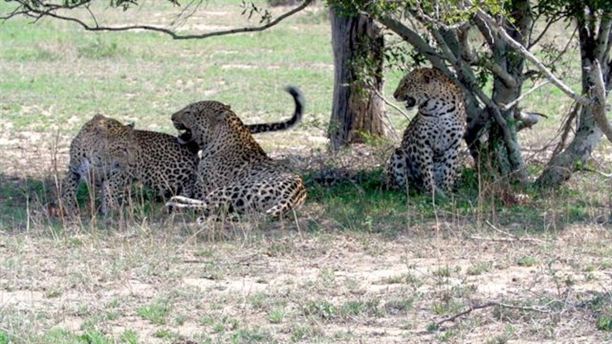 Why These Leopard Sisters Are Mating With the Same Male | National ...