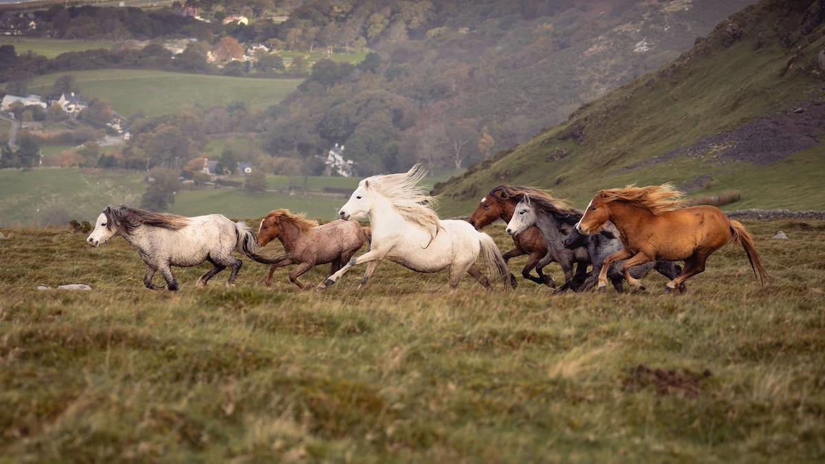 In North Wales, an ancient pony is brought down from the mountains ...