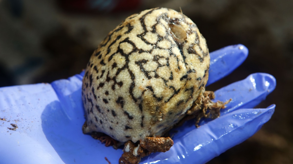 Surprising, Vibrant Reef Discovered in the Muddy Amazon | National ...