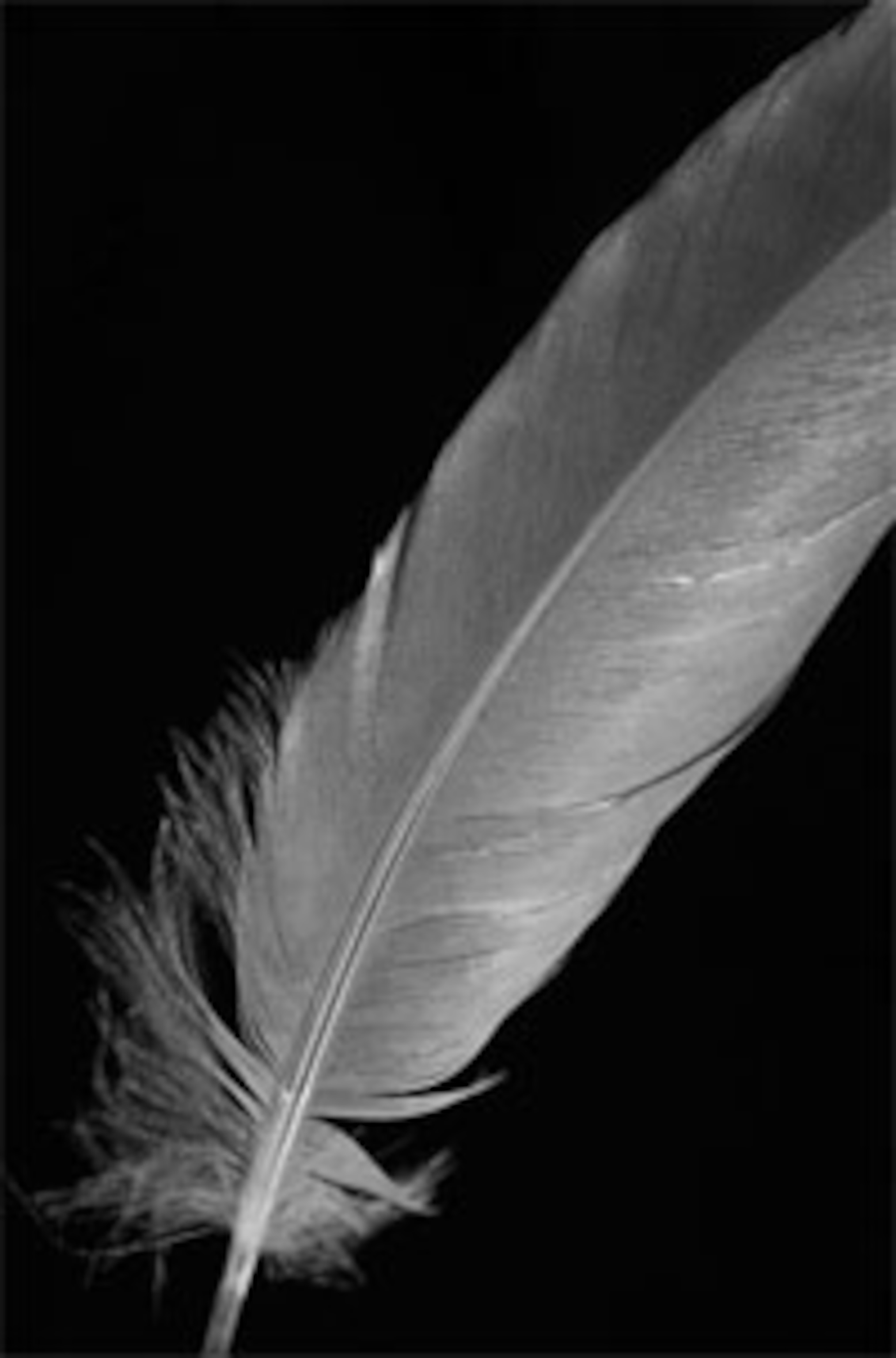 An insider’s look at the feather, a marvel of bioengineering | National ...