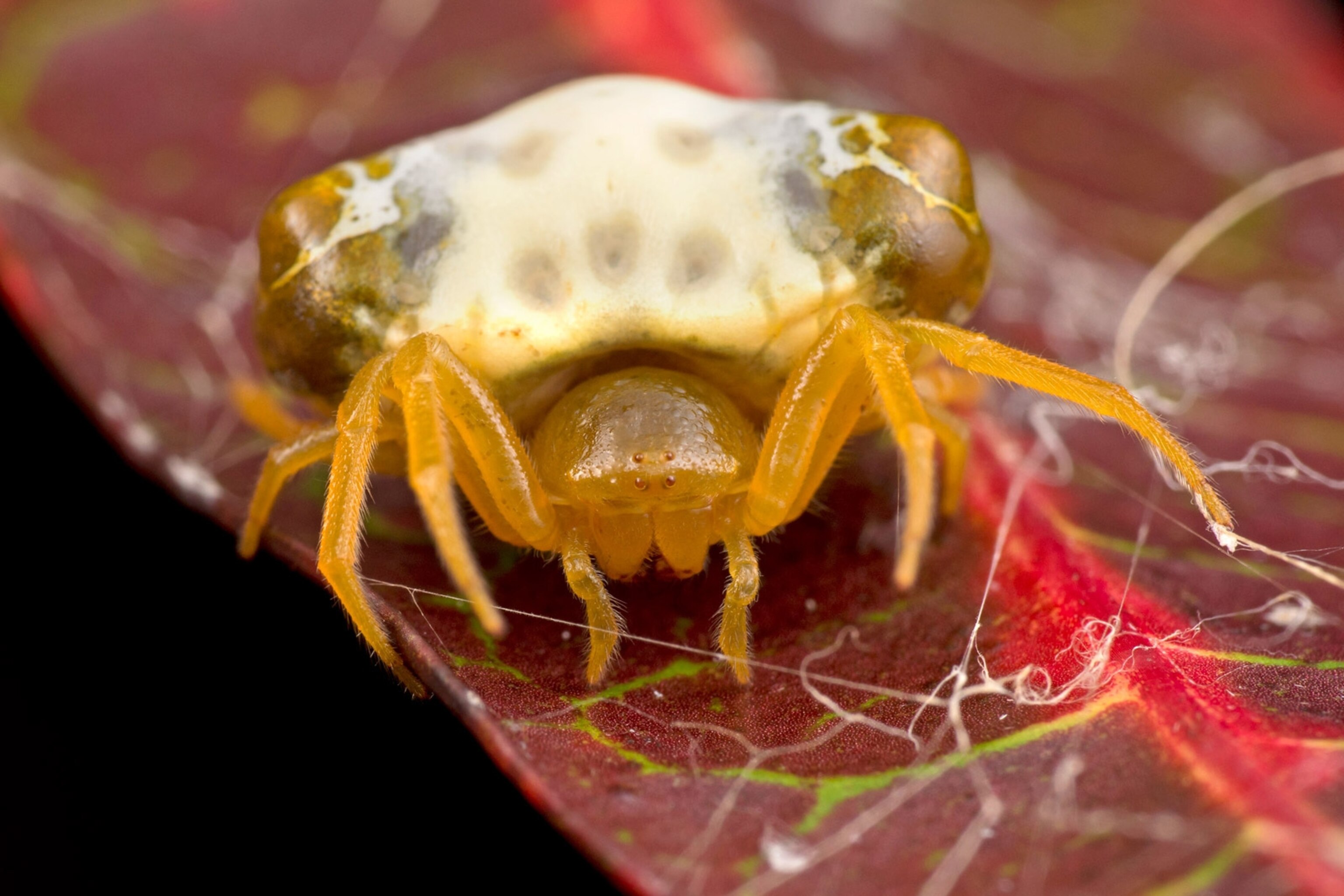 Disco Spider Pulsates With Color, Baffling Scientists