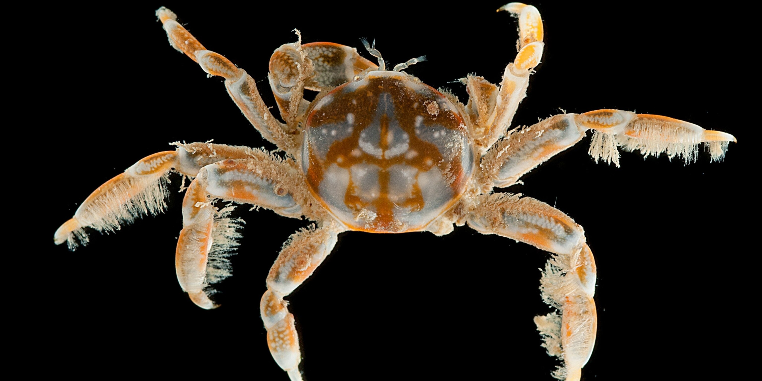 Small Bivalved Crustaceans Are Called