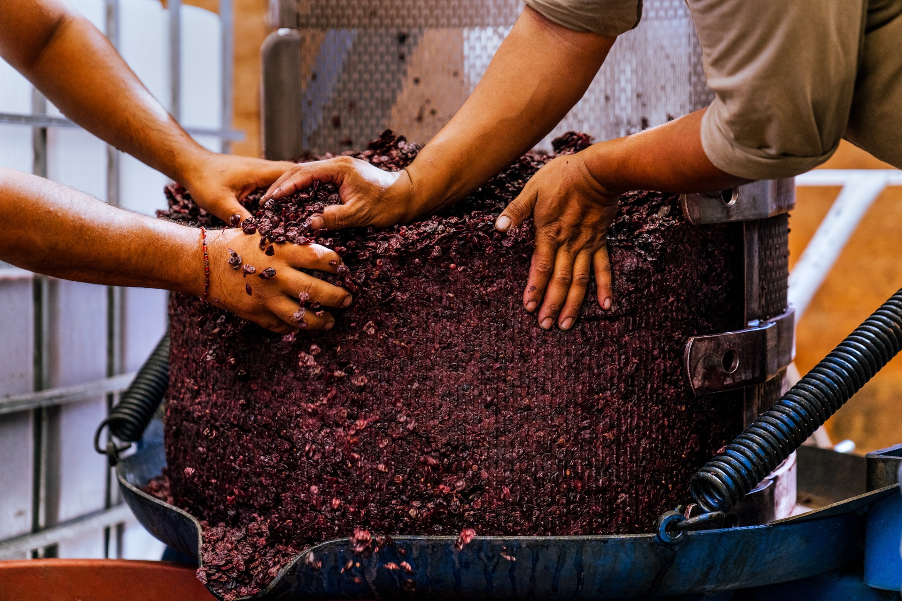 These ancient grapes may be the future of wine