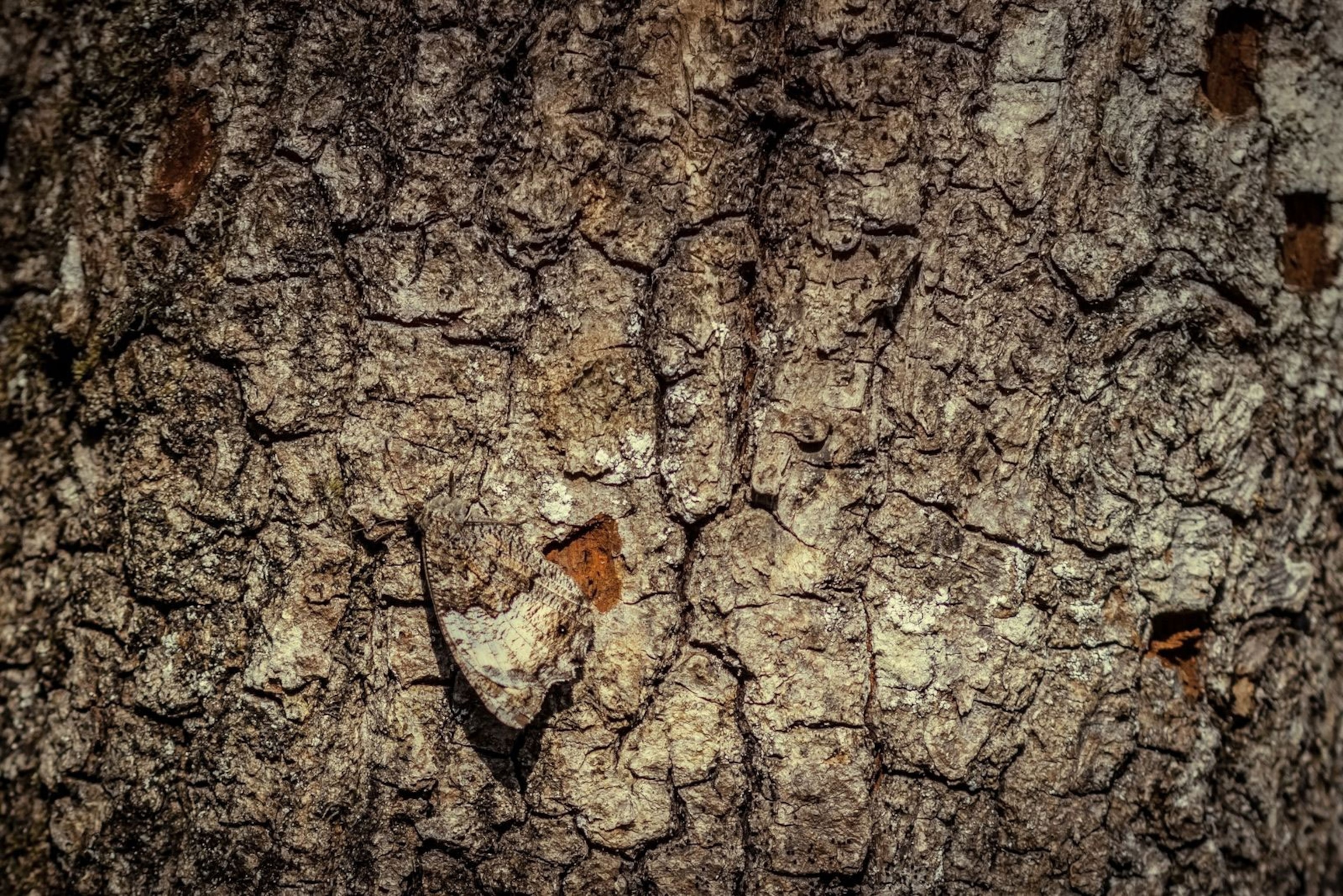 Can you Spot The Animals Hidden in These Photos?