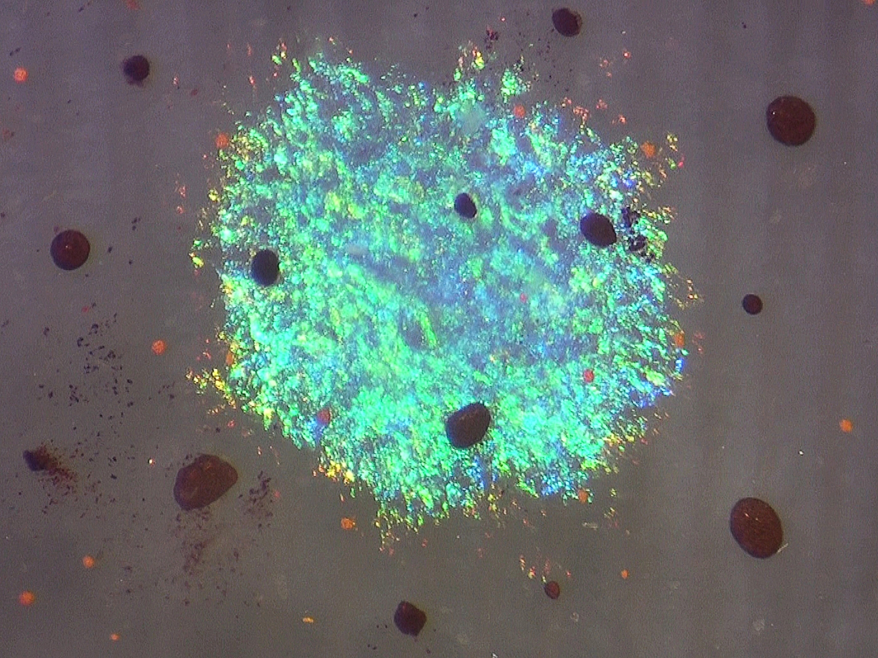 Pictures: Squid Iridescence Explained | National Geographic